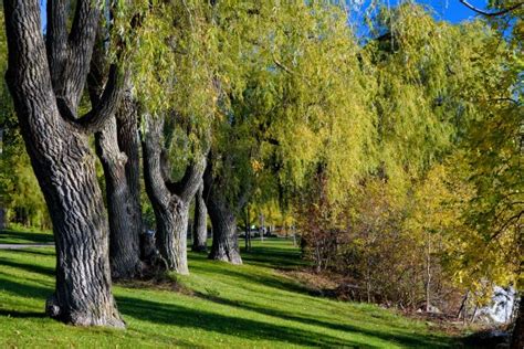 Fotos gratis paisaje árbol naturaleza bosque césped planta