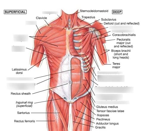 Anterior Muscles Of The Thorax Shoulder And Abdomen Diagram Quizlet