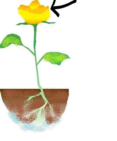 Parts Of A Plant Flashcards Quizlet