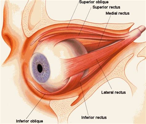 Anatomy Of The Eye American Association For Pediatric Ophthalmology