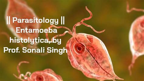 Parasitology Entamoeba Histolytica By Prof Sonali Singh YouTube
