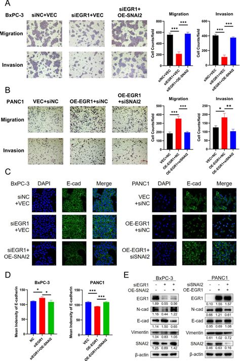 EGR1 Promoted Migration And Invasion Ability Via SNAI2 Dependent EMT