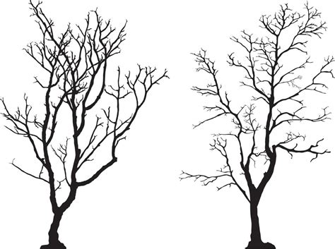 Silueta De Arbol Sin Hojas 5909518 Vector En Vecteezy