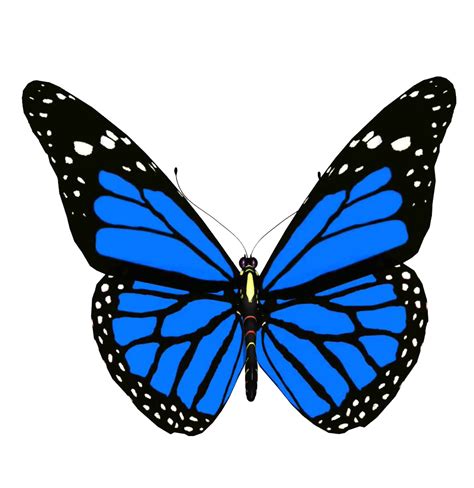 Blue Animated Butterfly PNG Photo