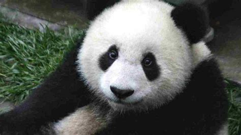 Por qué el oso panda está en peligro de extinción