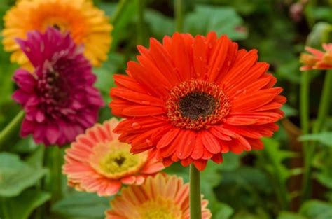 30 fleurs à planter en automne Fleurs du jardin