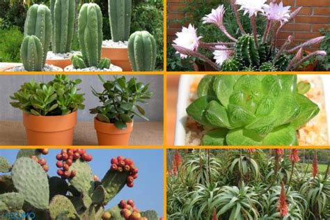 20 TIPOS De CACTUS De INTERIOR Nombres Cuidados Y Fotos 2023