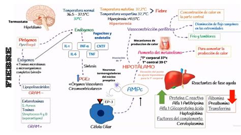 Fisiopatología de la fiebre Ricci Montes uDocz