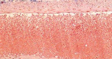 Sheep Collection Of Histology Images