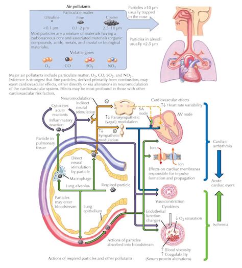 CARDIOVASCULAR EFFECTS OF AIR POLLUTANTS Pediagenosis
