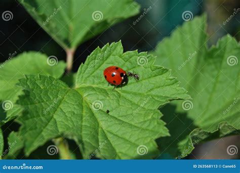 Ladybird Coccinellidae On A Leaf Stock Image Image Of Green Leaf