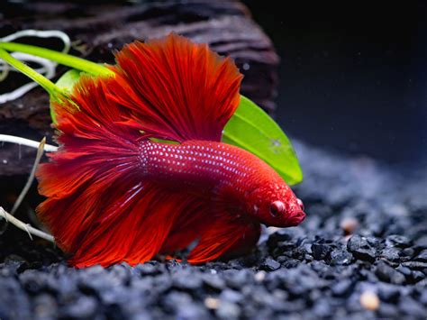 Los 15 peces más raros del mundo por sus colores y su forma