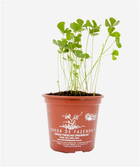 Trevo De Folhas Marsilea Quadrifolia L Sabor De Fazenda