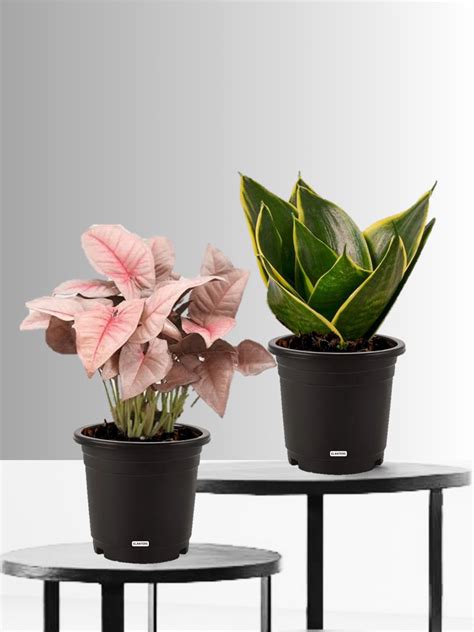 Air Purifying Plant Bundle Snake Plant And Variegated Syngonium Plant
