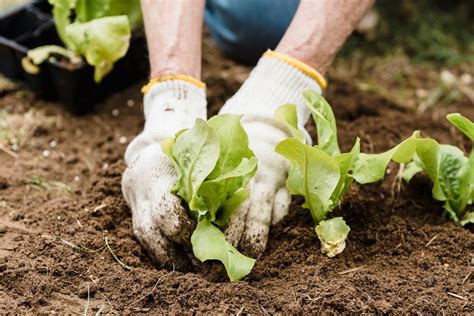 Dicas Para Iniciantes Como Cultivar Uma Horta Org Nica Em Apartamento