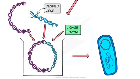 Cie A Level Biology Genetic Engineering Vectors