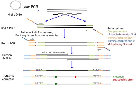 barcoded subamplicon sequencing — dms tools2 2 6 6 documentation