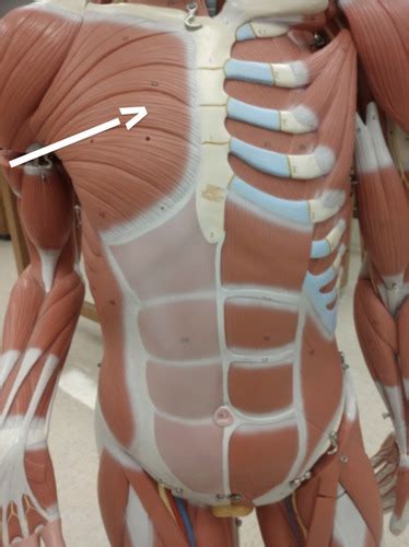 Torso Region Muscles Flashcards Quizlet