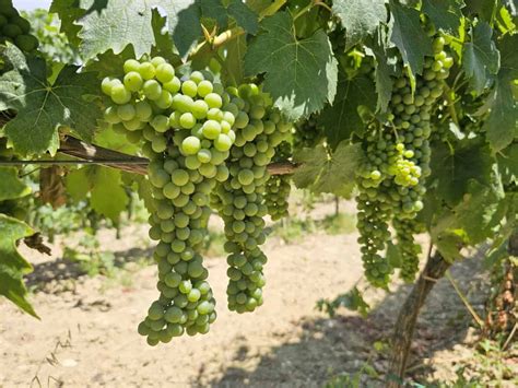 Tre Bicchieri I Migliori Vini Dell Umbria Premiati Dal Gambero