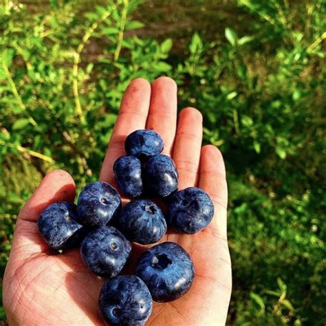 Las Casi Variedades De Ar Ndanos Que Cultivamos