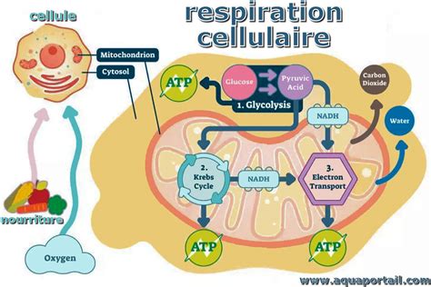 Ntroduire 79 Imagen Respiration Cellulaire Formule Chimique Fr