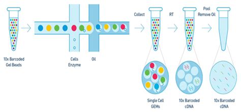 single cell solutions 10x genomics center for gastrointestinal biology and disease