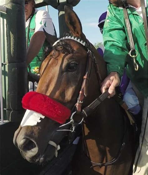 Who Will Win The Preakness Aggie Starlene