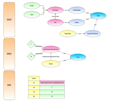 3 niveaux de représentation d une information relative au sexe d un