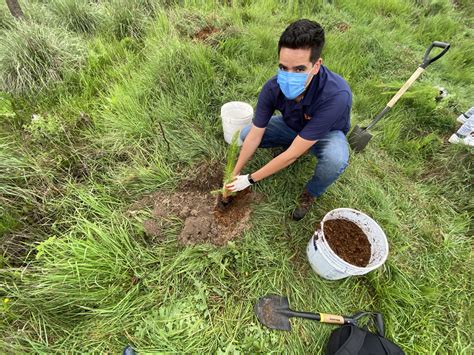 Nuestros proyectos de reforestación en México y el mundo Blog igus Mexiko