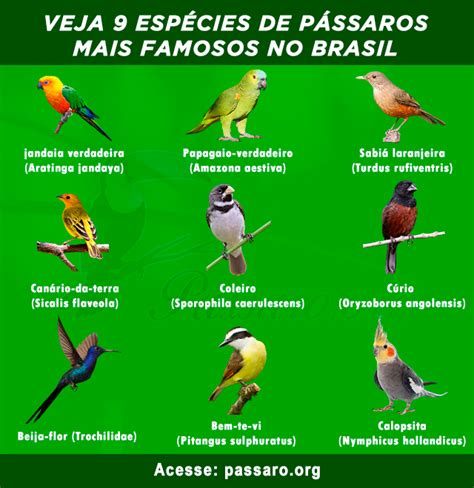 13 Espécies de pássaros mais famosos do Brasil Pássaros