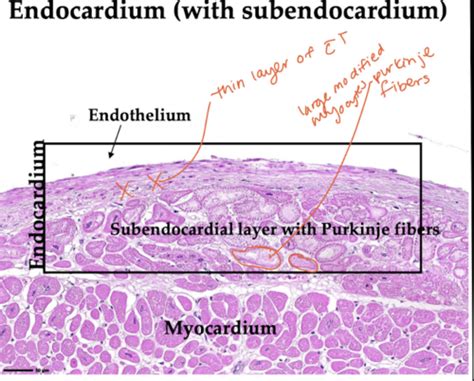Cardiovascular Histology Flashcards Quizlet