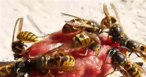 Estudios entre España y Panamá describen tres nuevas especies de avispa