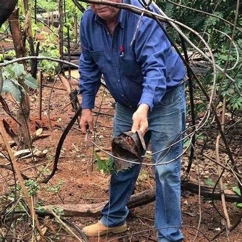 Plantio de duas mil mudas de árvores nativas no Parque Ecológico de