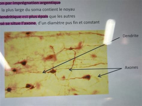 Tissu Nerveux Cartes Quizlet