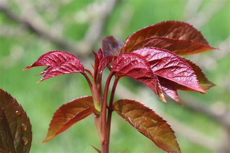 Hoja Naturaleza Planta Foto Gratis En Pixabay Pixabay