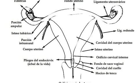 Conozca los órganos del aparato reproductor femenino Actualidad Ojo
