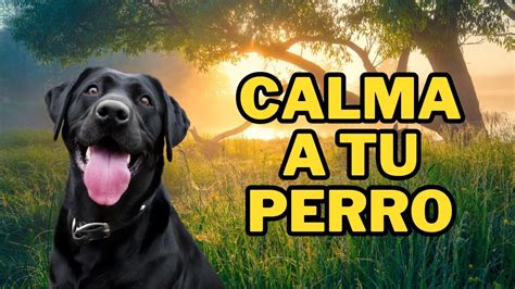 Calma a tu Perro con Música Relajante Melodías Suaves y Tranquilas