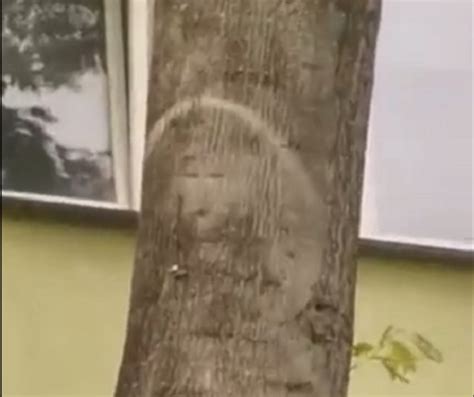 Cud w Parczewie Ludzie modlą się do wizerunku na drzewie