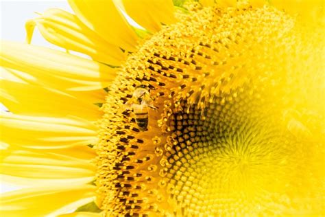 Solros Bi Honungsbi Gratis foto på Pixabay Pixabay