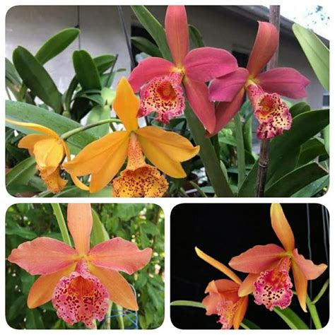 Jual Anggrek Cattleya Copper Queen Di Lapak Hana Orchid Bukalapak