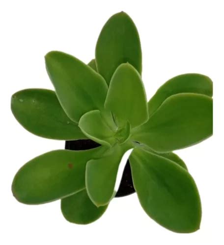 Suculenta Gibiflora Eli MercadoLivre