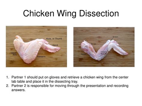 Parts Of A Chicken Wing Diagram