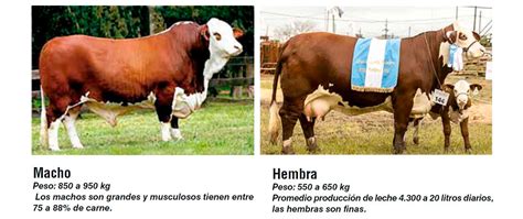 Principales Razas Bovinas Para Carne Y Doble Prop Sito En M Xico Bm
