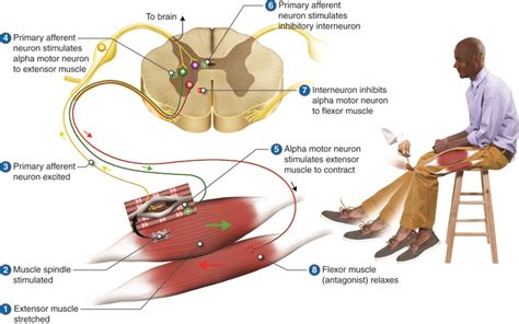 Reflex Arc Diagram Leg