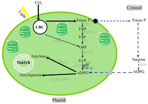 IJMS Free Full Text Recent Advances In Carbon And Nitrogen