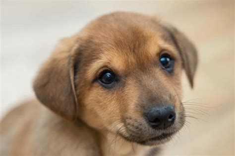 Szczeniak Pies Piesek Weso Y Otwarty Mini Labrador Do Oddania Simba Za