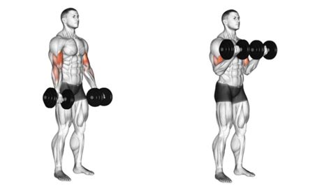 Cómo hacer Curl Femoral Tumbado Guía para Principiantes