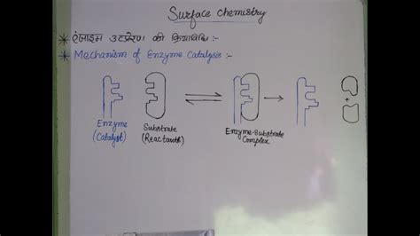 Mechanism Of Enzyme Catalysis Characteristics Of Enzyme Catalysis