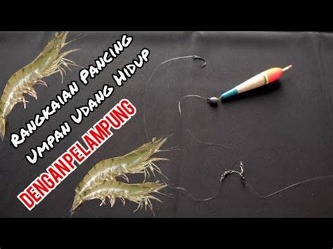 Rangkaian Pancing Umpan Udang Hidup Dengan Pelampung YouTube