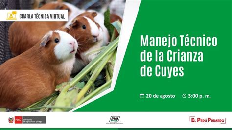 Manejo Técnico de la crianza de cuyes YouTube